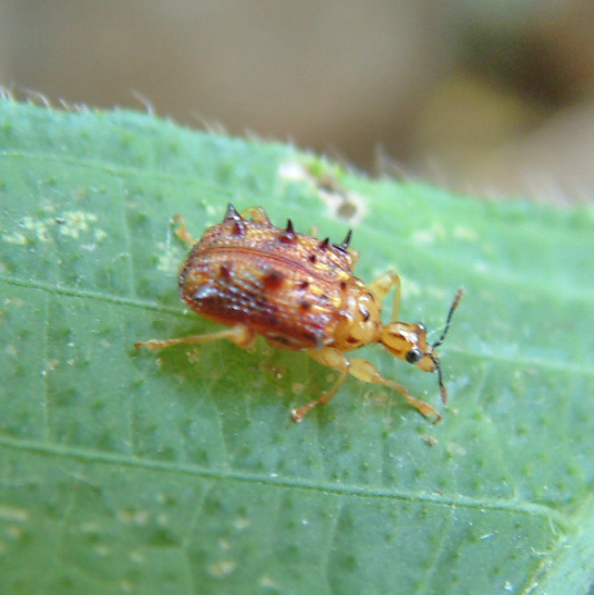 Apoderinae from Matheran, Maharashtra, India on March 16, 2003 at 11:13 ...