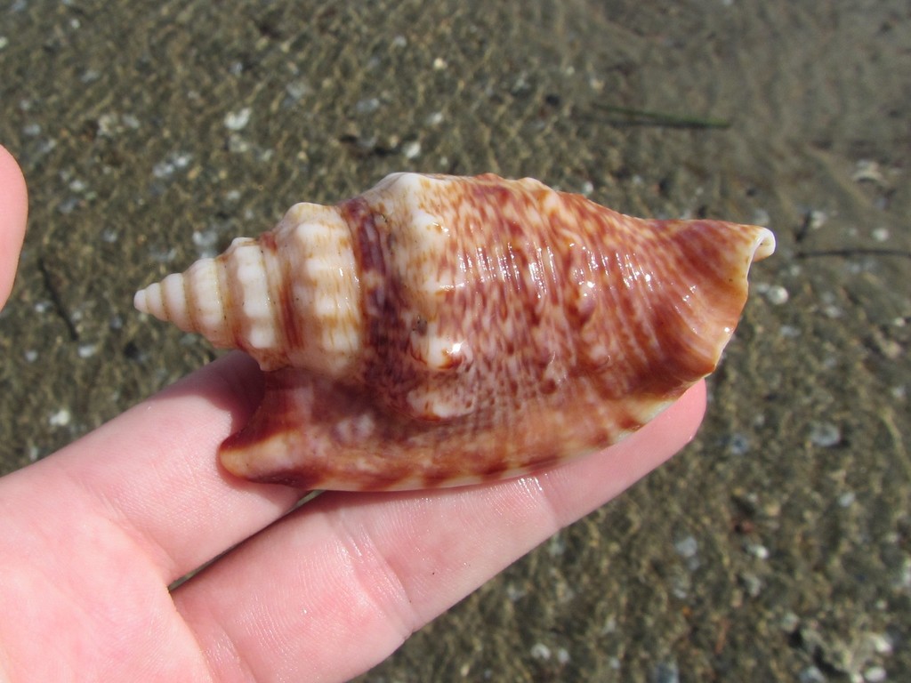 Dark Diana Conch from Townsville QLD, Australia on March 18, 2018 at 04 ...