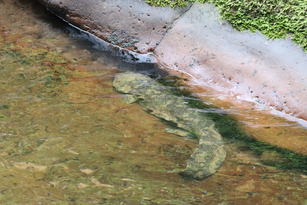Chinese Giant Salamander in May 2020 by weiyiii · iNaturalist