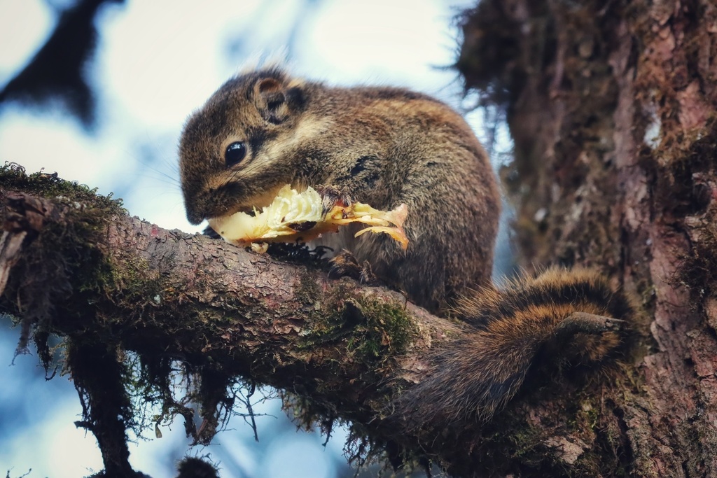 Swinhoe's Striped Squirrel from 洪雅县, 眉山市, 四川省, CN on April 28, 2020 at ...