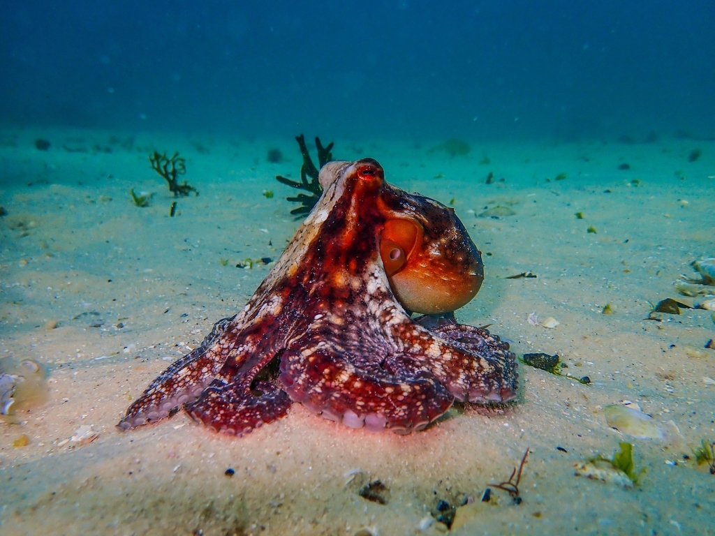 Common Octopus from Simon's Town on October 10, 2020 at 01:03 PM by ...