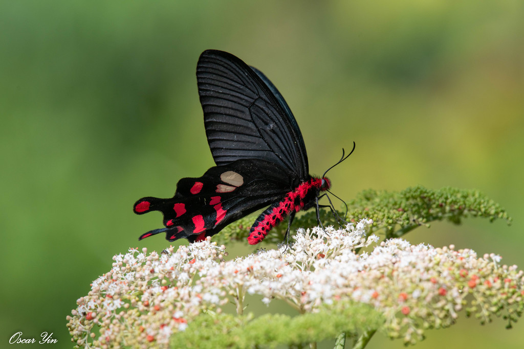 Common Windmill (Big Butterfly Month India Field guide - Gaurav S ...