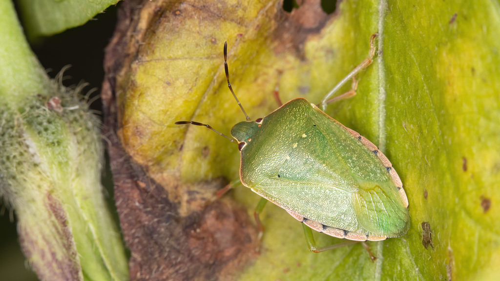 Southern Green Stink Bug from Kalksburg, Vienna, Austria on October 15 ...