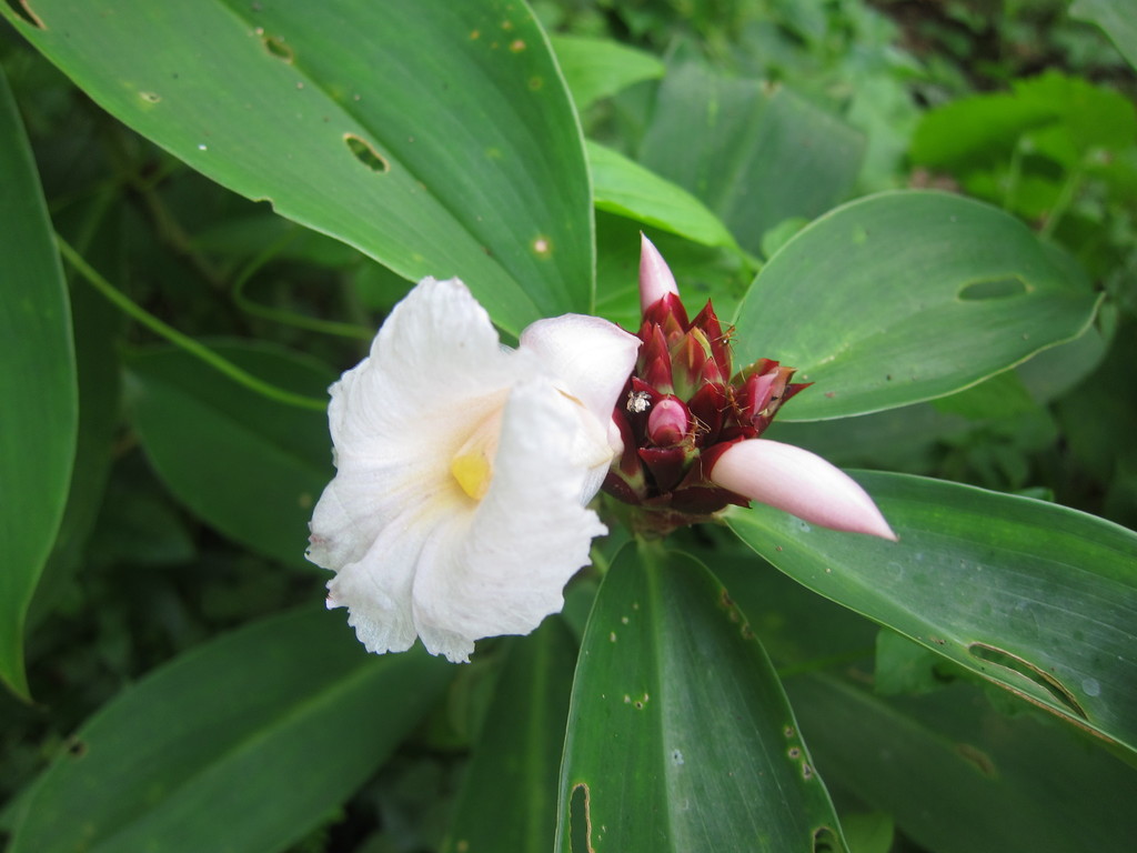Crêpe ginger (Common Medicinal Plants of Chhattisgarh, India ...