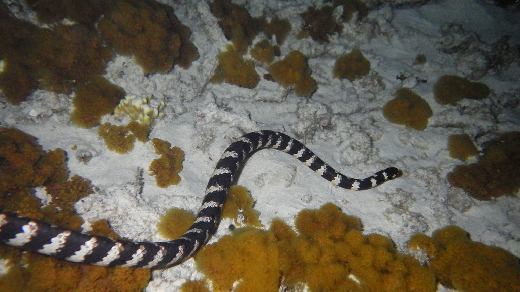 Ijima's Sea Snake from Zamami, JP-ON, JP on May 24, 2014 at 09:16 PM by ...