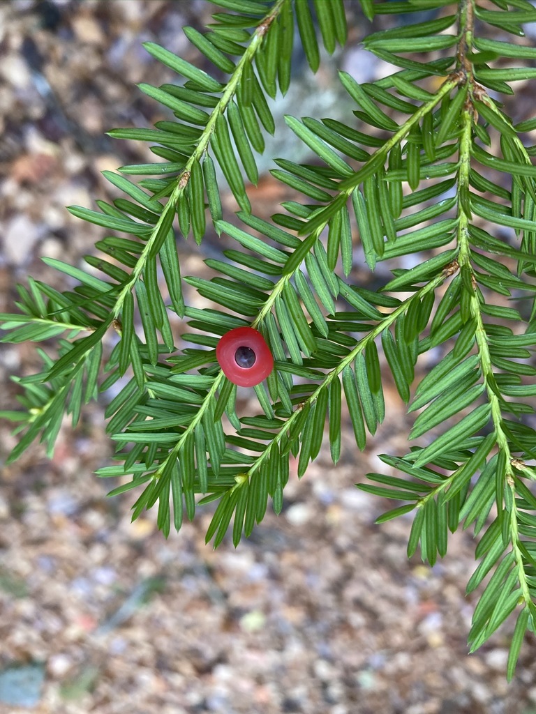 Canadian yew from Franklin, Maine, Appalachian National Scenic Trail ...