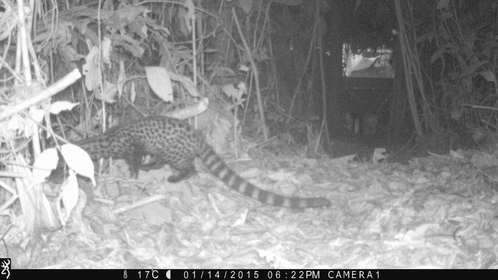 Servaline Genet from Bayanga, Djomo, Central African Republic on ...