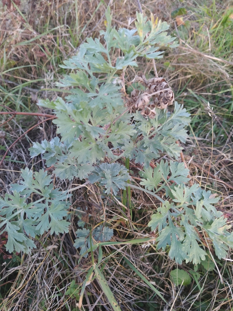 absinthe wormwood from Moscow Oblast, Russia, 142263 on October 15 ...