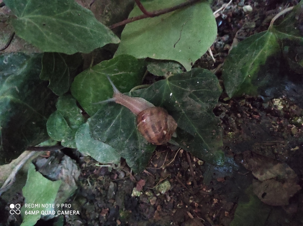 Garden Snail from Bulgurlu, 34696 Üsküdar/İstanbul, Turkey on October ...