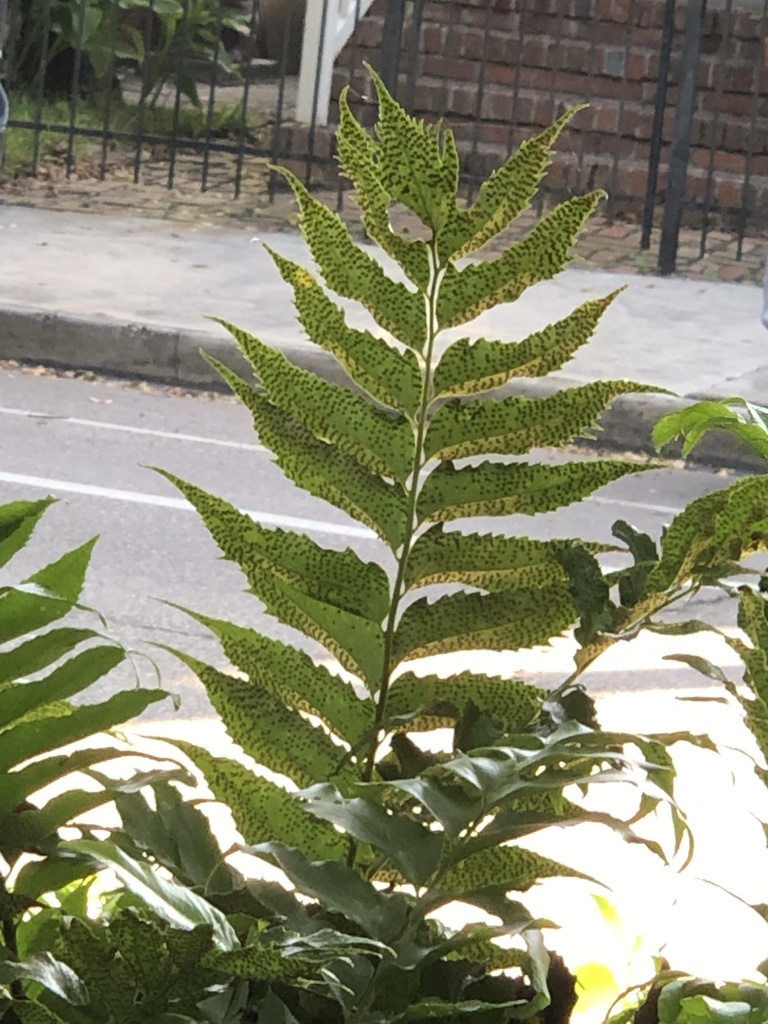house holly-fern from Coliseum Square Park, New Orleans, LA, US on ...