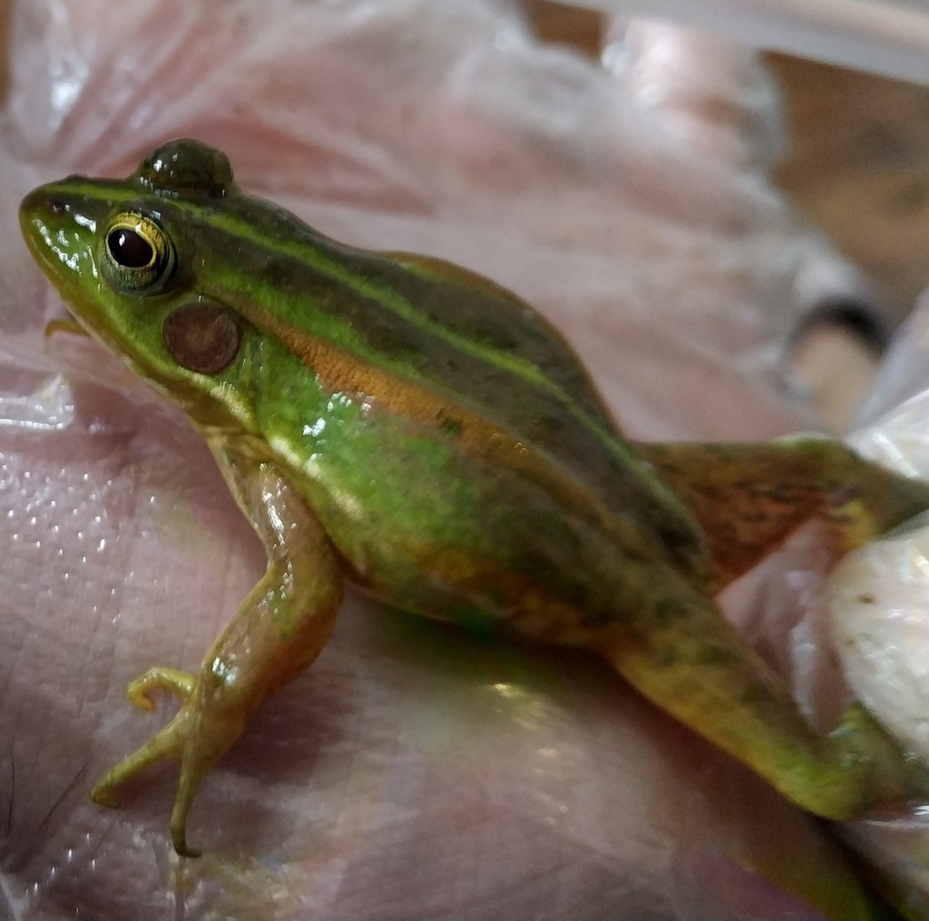 Eastern Golden Frog from Yueya Lake, Nanjing, China on May 11, 2019 at ...