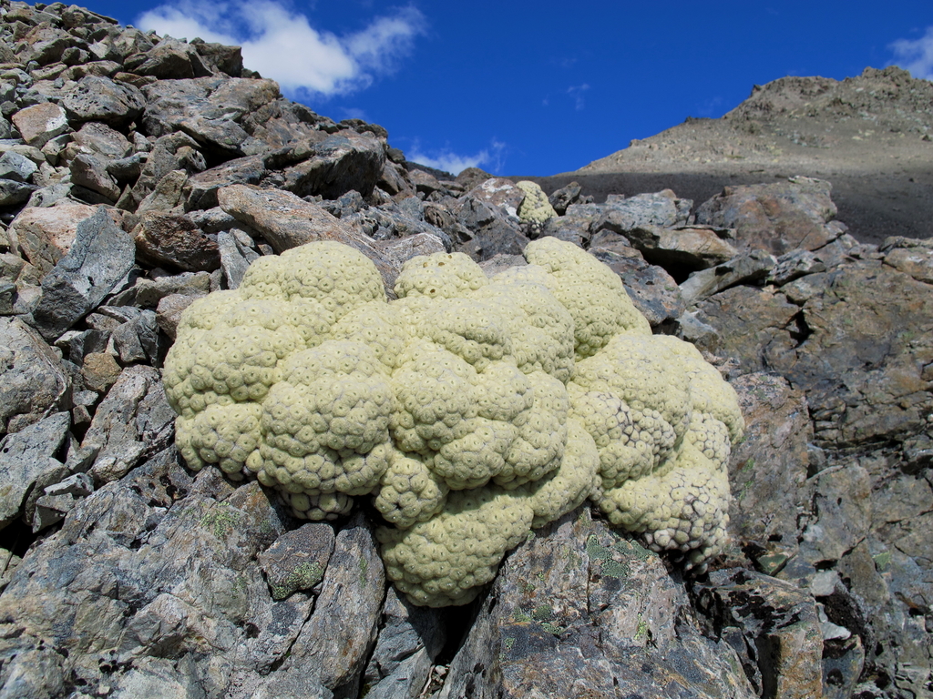Haastia pulvinaris from St James Range 7395, New Zealand on December 26 ...