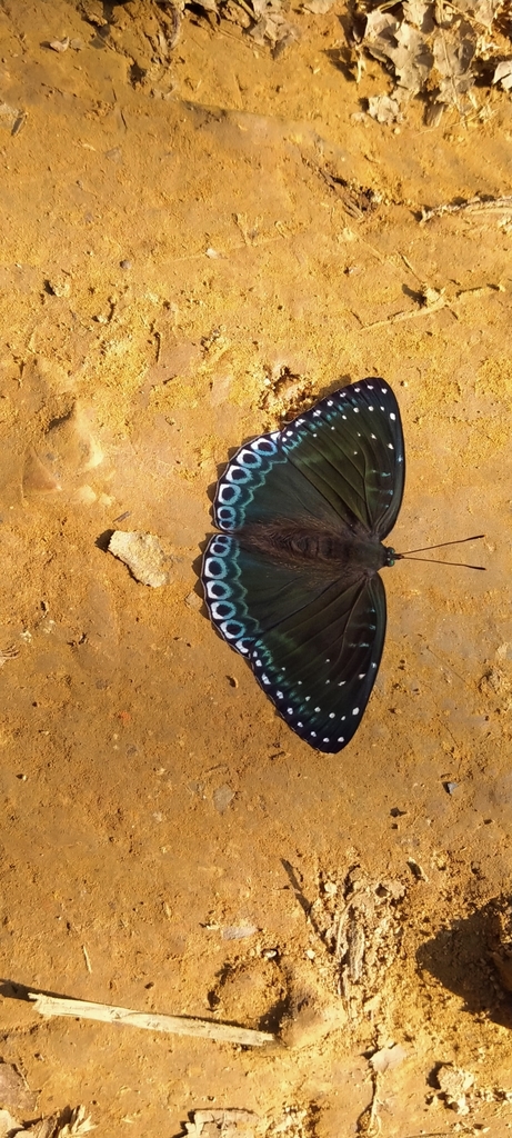 Popinjay from Kathmandu on October 15, 2020 at 09:42 AM by Aditya Pal ...