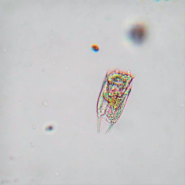 Polyarthra Ehrenberg, 1834