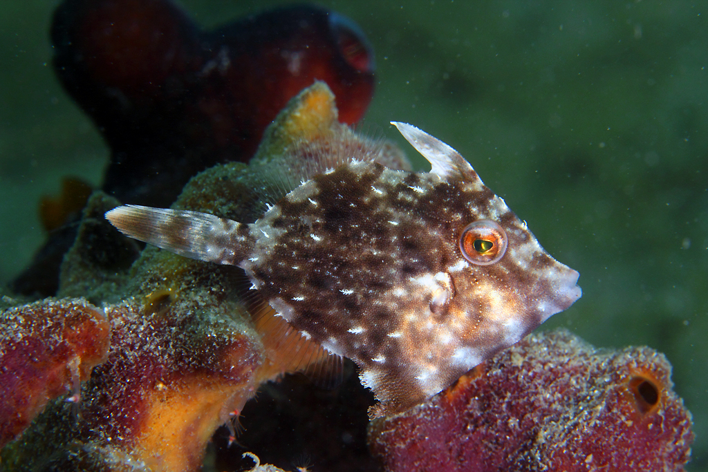 Pygmy Filefish (Mississippi Saltwater Fish species ( Extended ...