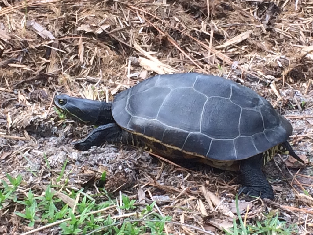 Chicken Turtle in October 2020 by Morgan Freese · iNaturalist
