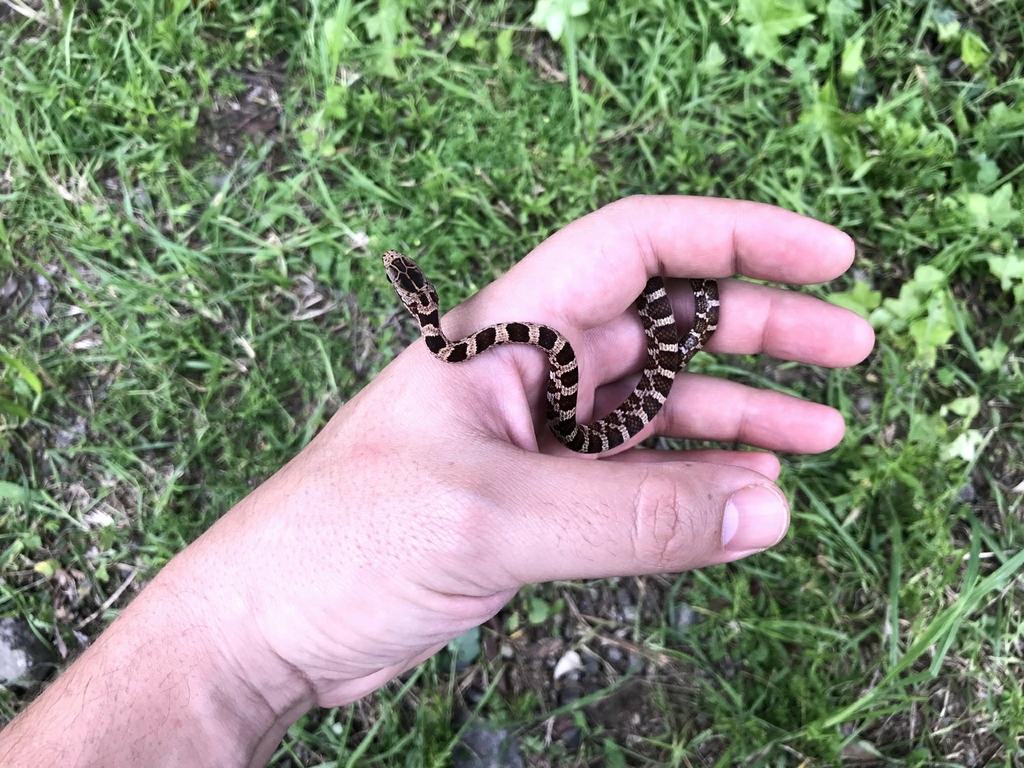 Cope's Tropical Racer from Itchimbia, Quito, Ecuador on May 13, 2020 by ...