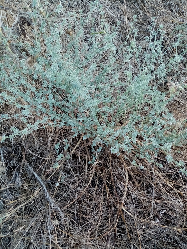 Lotus glaucus (Madeira Plants Fabales, Polygalaceae) · iNaturalist