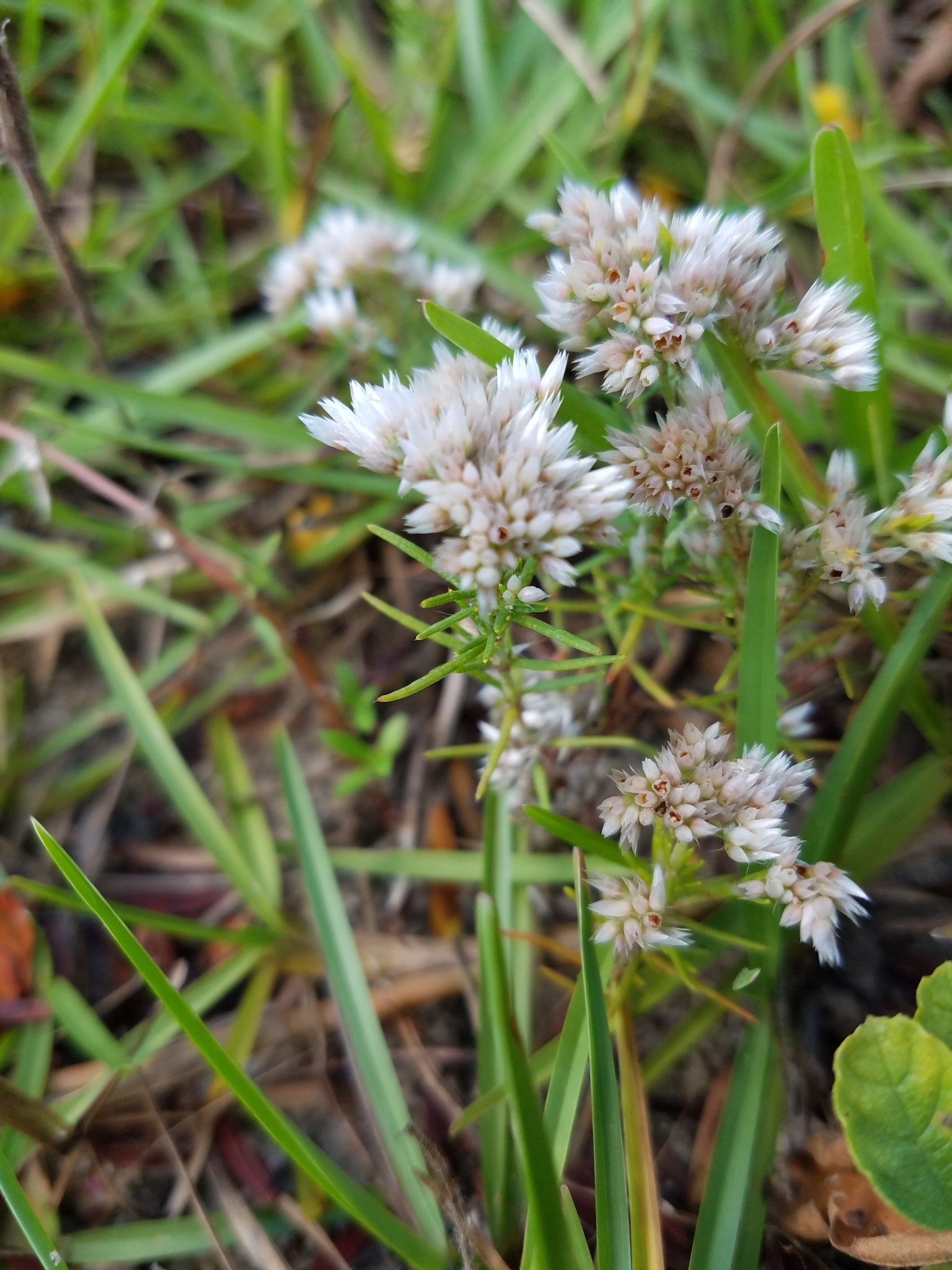 Polycarpaea corymbosa (L.) Lam.