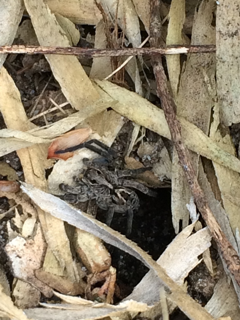 Wolf Spiders from Melbourne VIC, Australia on September 20, 2020 at 01: ...