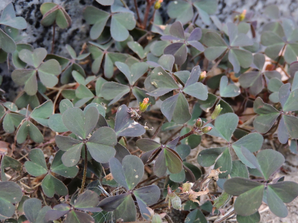 Oxalis corniculata repens (Tenerife Plants Myrtales, Oxalidales ...