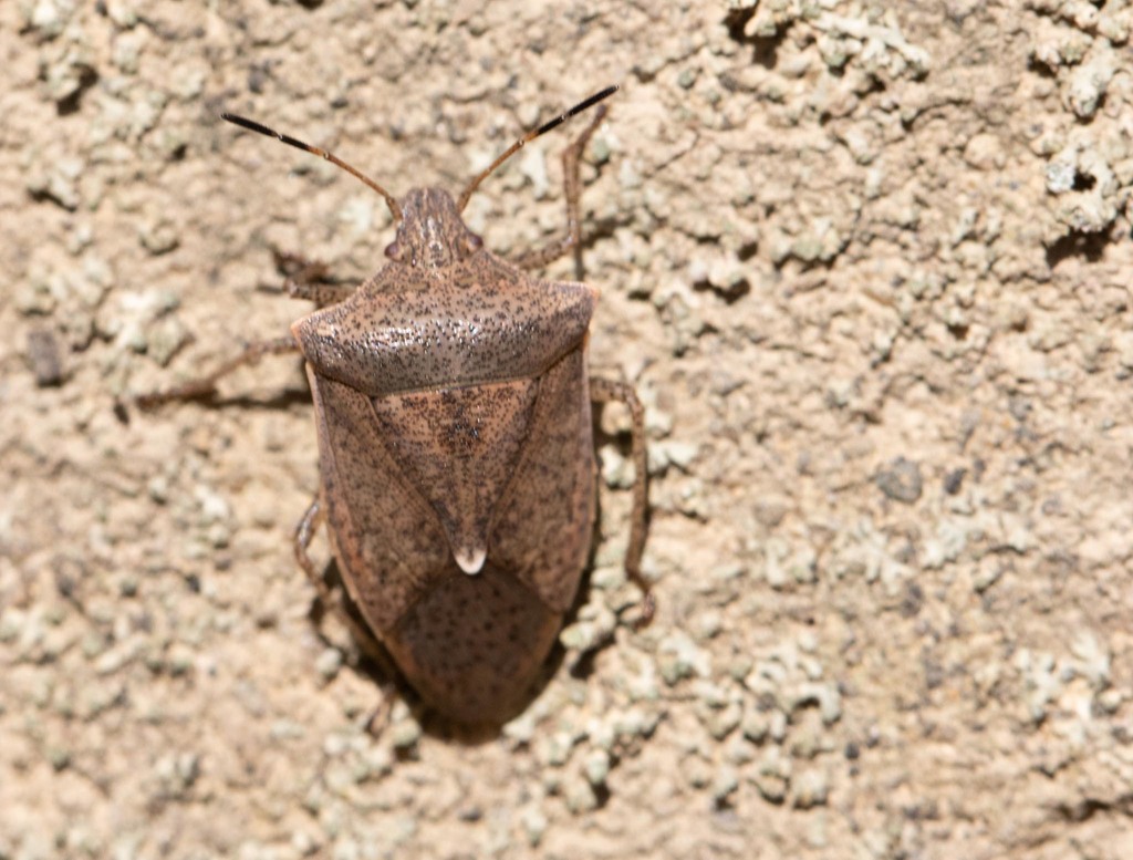Brown Stink Bugs from Delhi, OH, USA on October 14, 2020 at 03:46 PM by ...