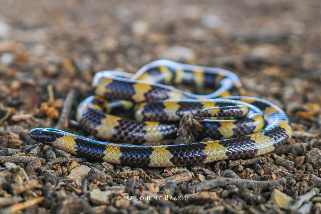 Müller's Snake in June 2018 by Johnny Baakliny · iNaturalist