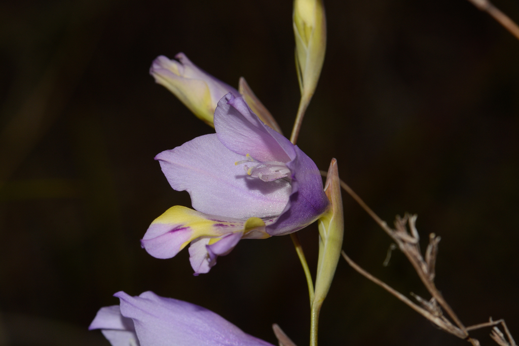 Riversdale Bluebell from South Cape DC, South Africa on August 11, 2020 ...