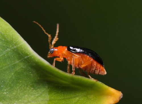 Aulacophora palliata · iNaturalist