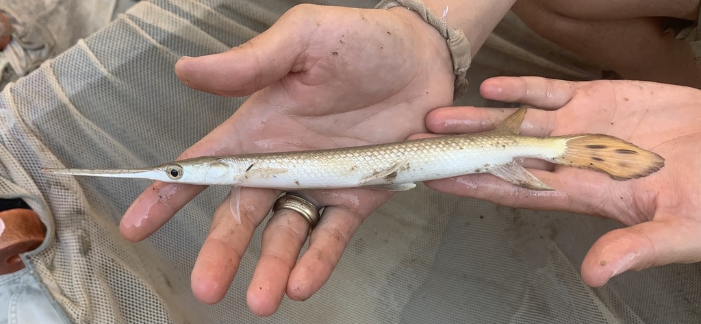 Longnose Gar from Big Bend National Park, Terlingua, TX, US on October ...