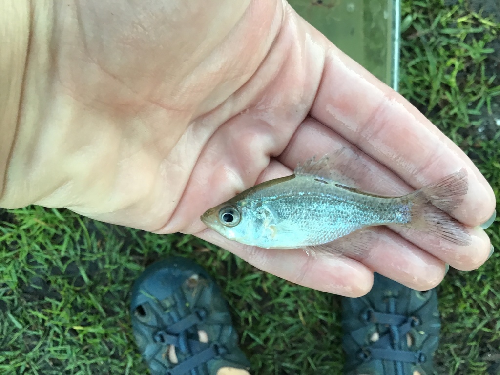 Black Crappie from Debidue Island, Myrtle Beach, SC, US on October 11 ...