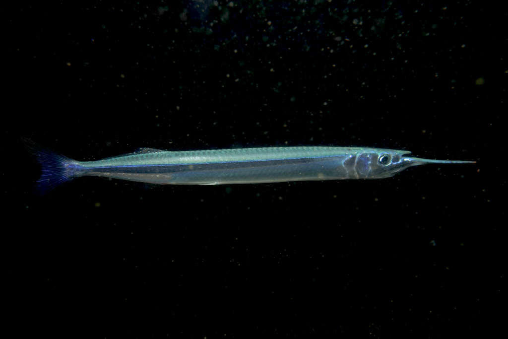 New Zealand Piper (Hyporhamphus ihi) - Marine Life Identification