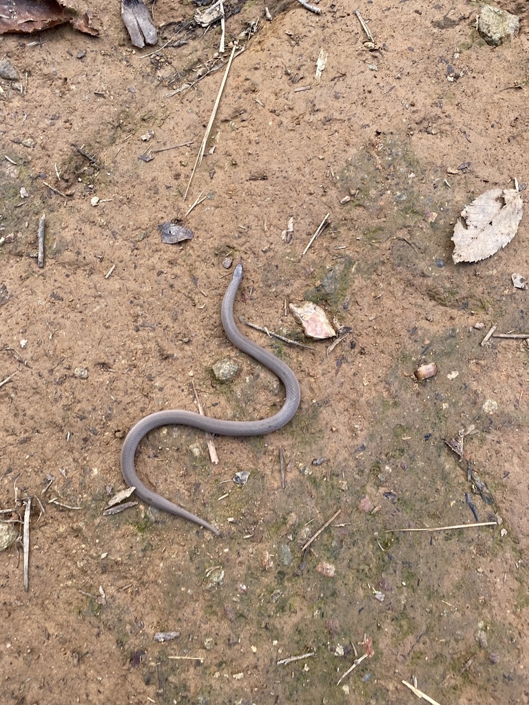 Smooth Earthsnake from Durham, NC, US on October 15, 2020 at 05:58 PM by superlove · iNaturalist