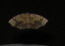 Horned Spanworm Moth from 445 S 4th St, Plattsmouth, NE on July 24 ...