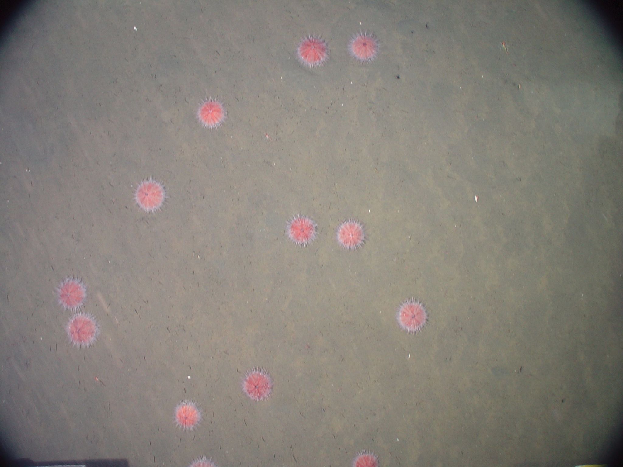 Strongylocentrotus fragilis Jackson, 1912