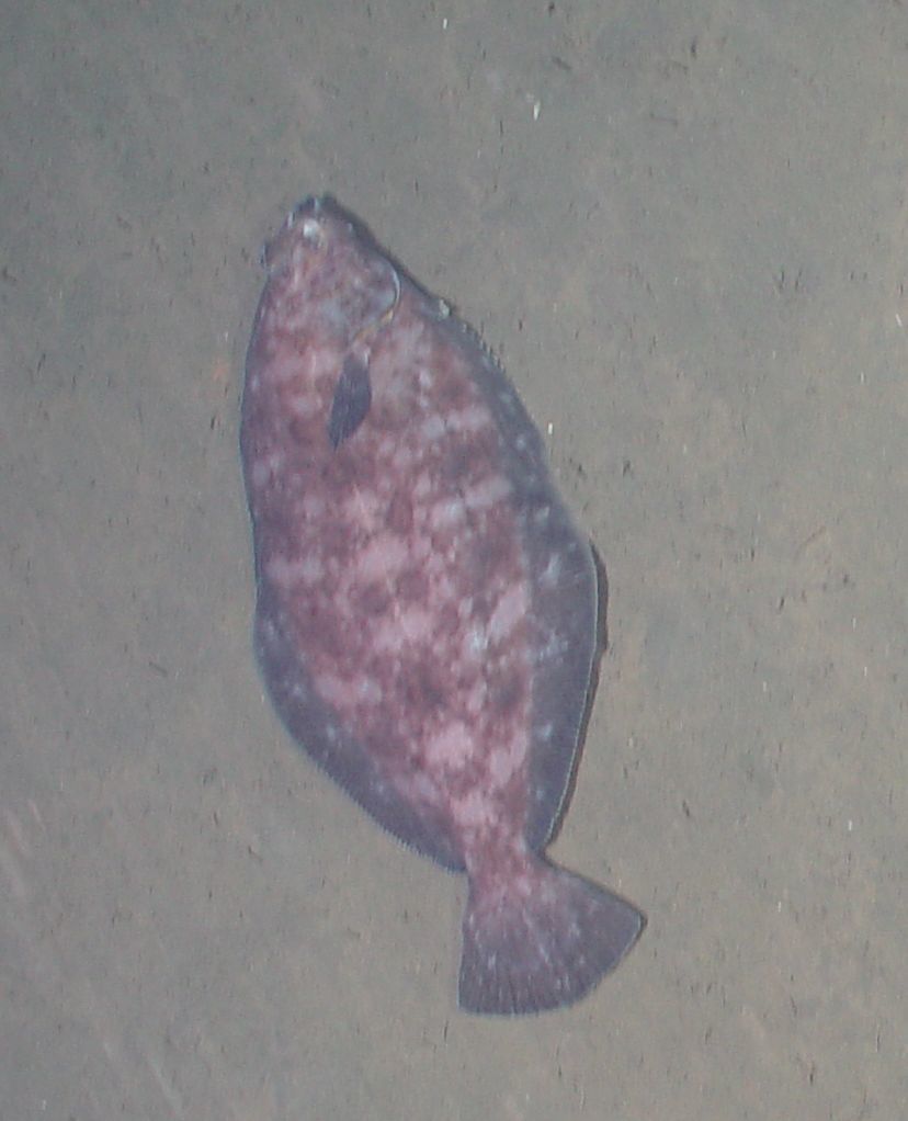 Pacific Dover Sole (NorthEast Pacific Deep Exploration Project (a MLNEP ...