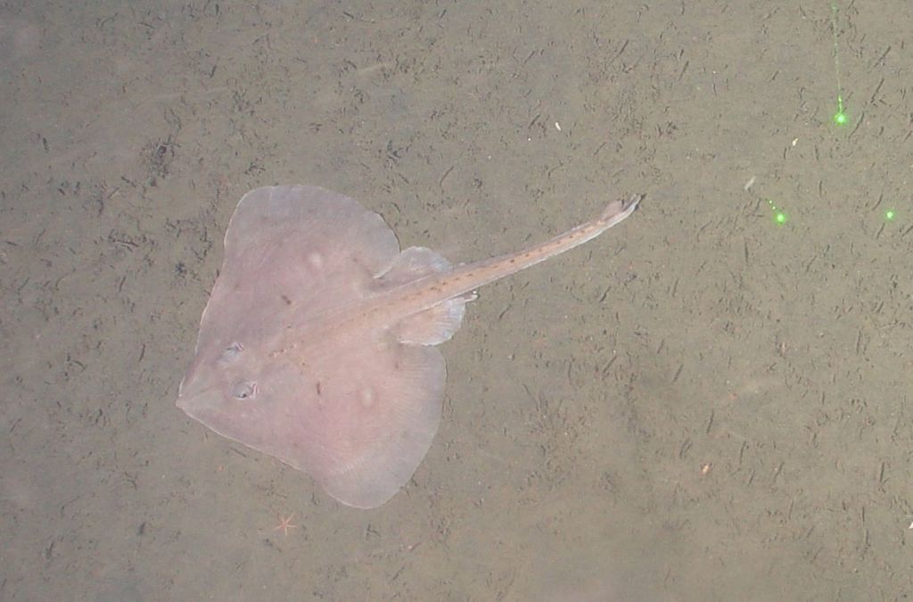 Alaska Skate on July 4, 2008 at 04:22 PM by Jackson W.F. Chu. ROV ROPOS ...