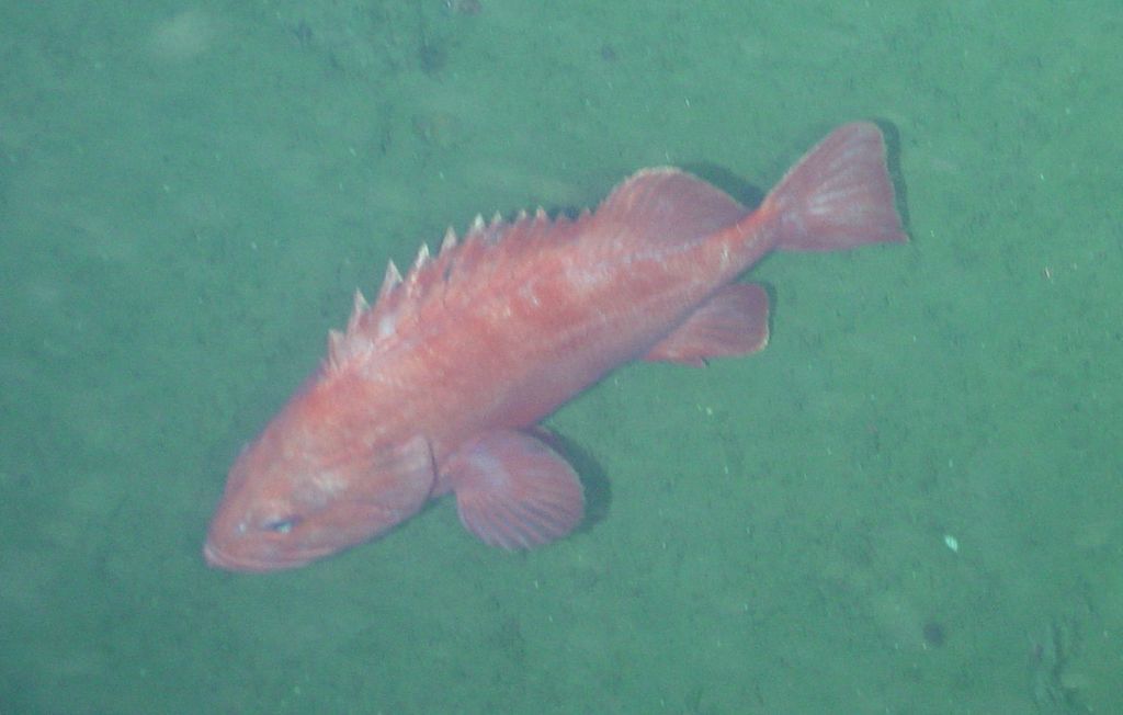 Shortraker Rockfish (Sebastes borealis) (Wildlife of the United States ...