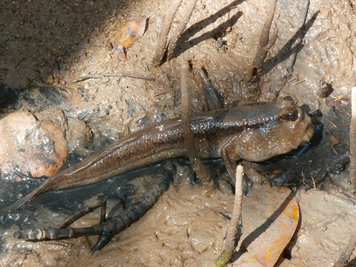 Giant Mudskipper (Periophthalmodon schlosseri) - Marine Life Identification