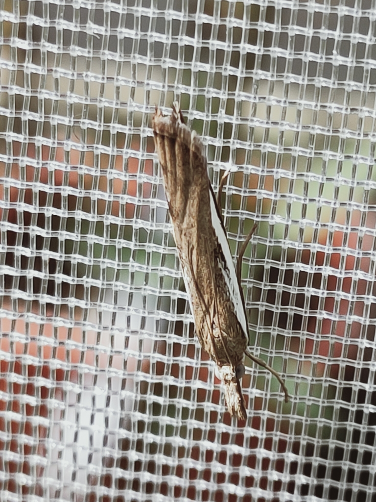 Common grass moth from Hillcrest, Auckland, New Zealand on October 16 ...