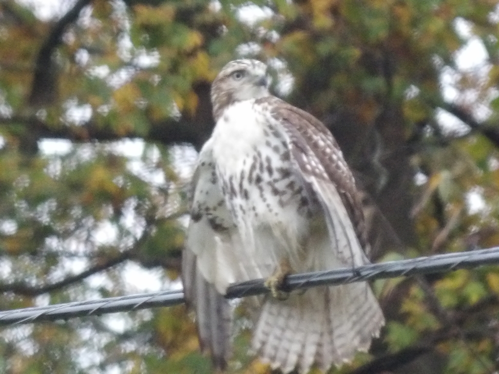 Red-tailed Hawk in October 2020 by Greg Hodge · iNaturalist