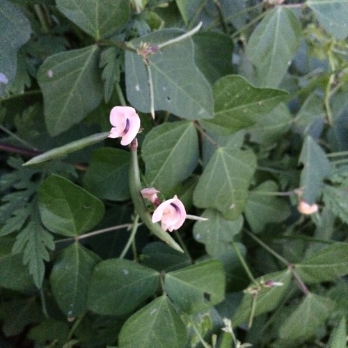 trailing fuzzy-bean (Jim Chapman/Cooper and White Oak Plant Guide ...