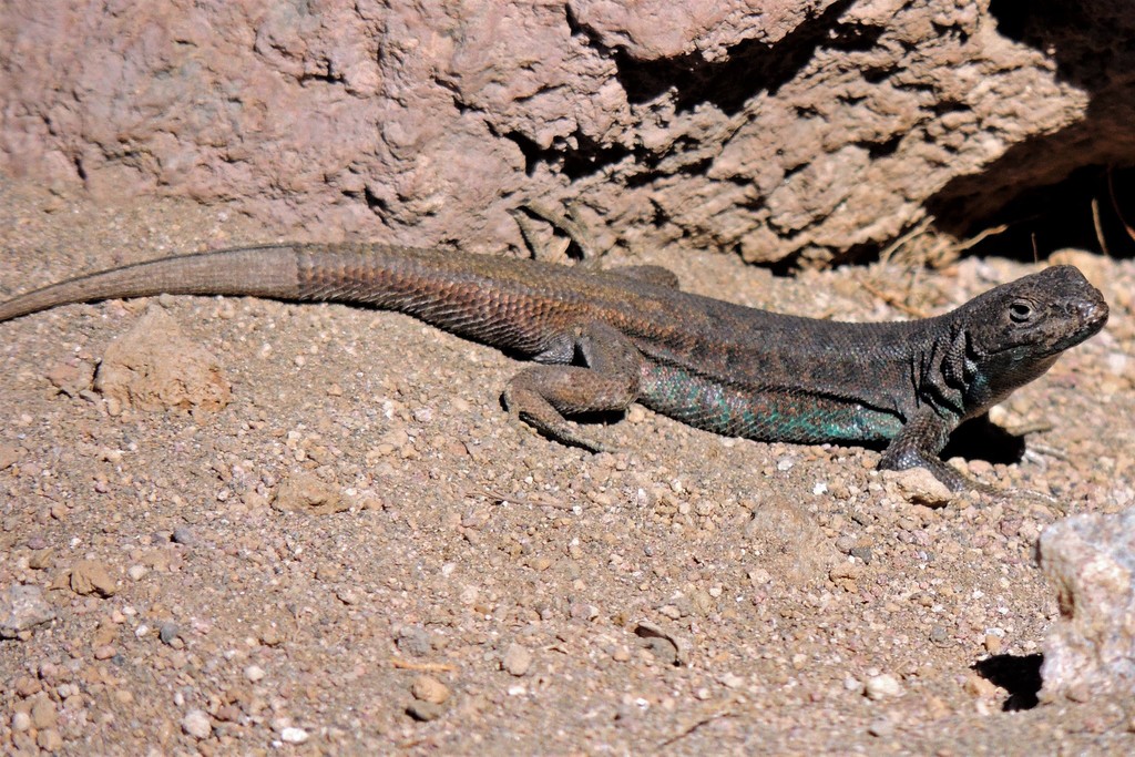 Blue Tree Iguana (Liolaemus coeruleus) - Snakes and Lizards
