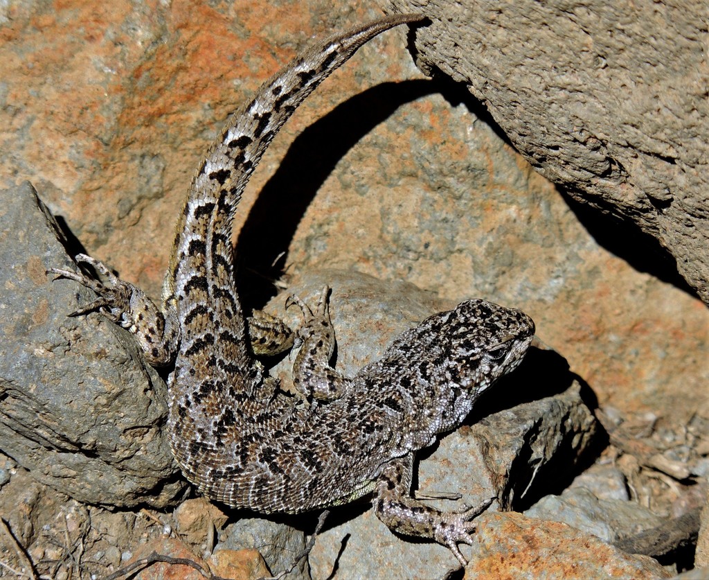 Blue Tree Iguana (Liolaemus coeruleus) - Snakes and Lizards