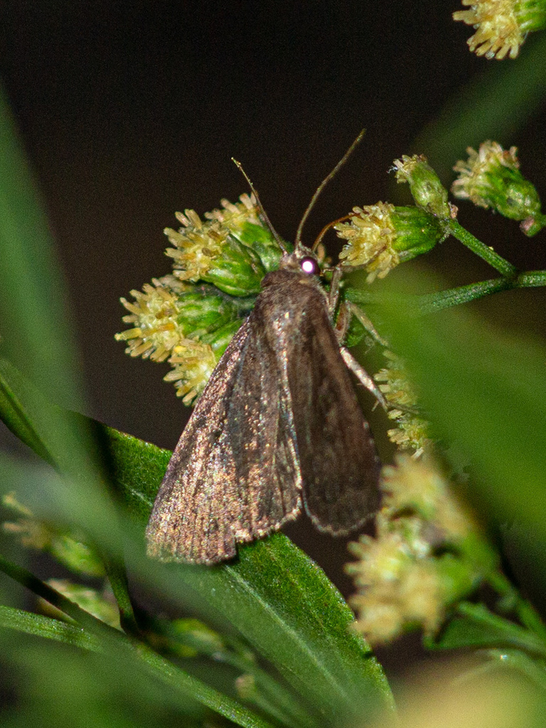 Cobbler Moth from Montrose Ct, Hattiesburg, MS, US on October 15, 2020 ...
