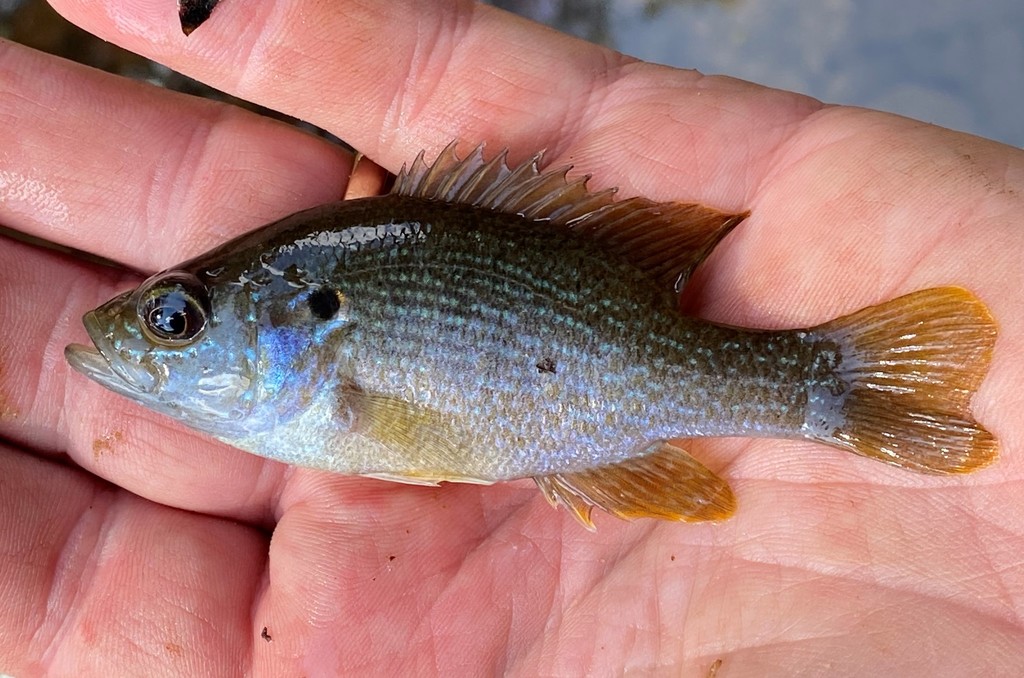 Green Sunfish from Magby Creek, Woodard Rd., Pickens County, AL, USA on ...