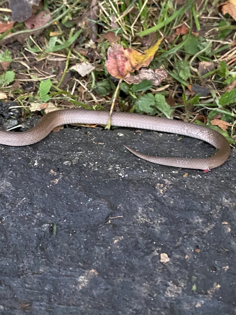 Eastern Earthsnake in October 2020 by Allison Ferris · iNaturalist