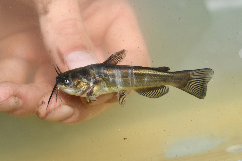 Black Bullhead (Ameiurus melas) - Marine Life Identification