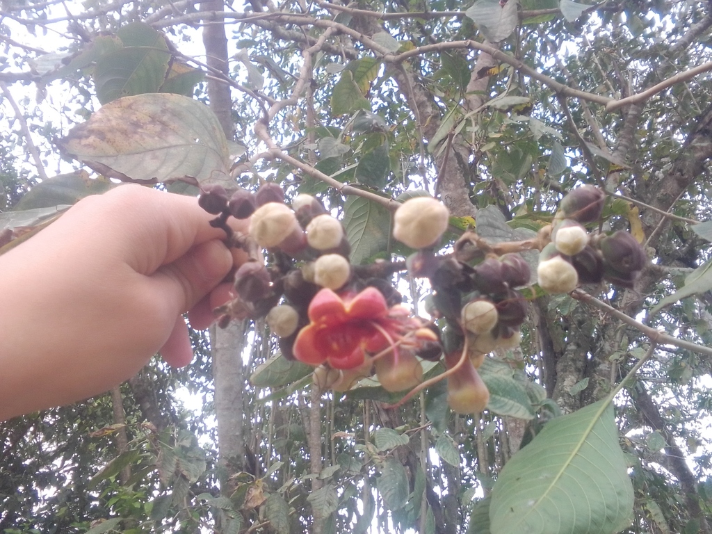 Trichanthera gigantea from Villeta, Cundinamarca, Colombia on October 9 ...