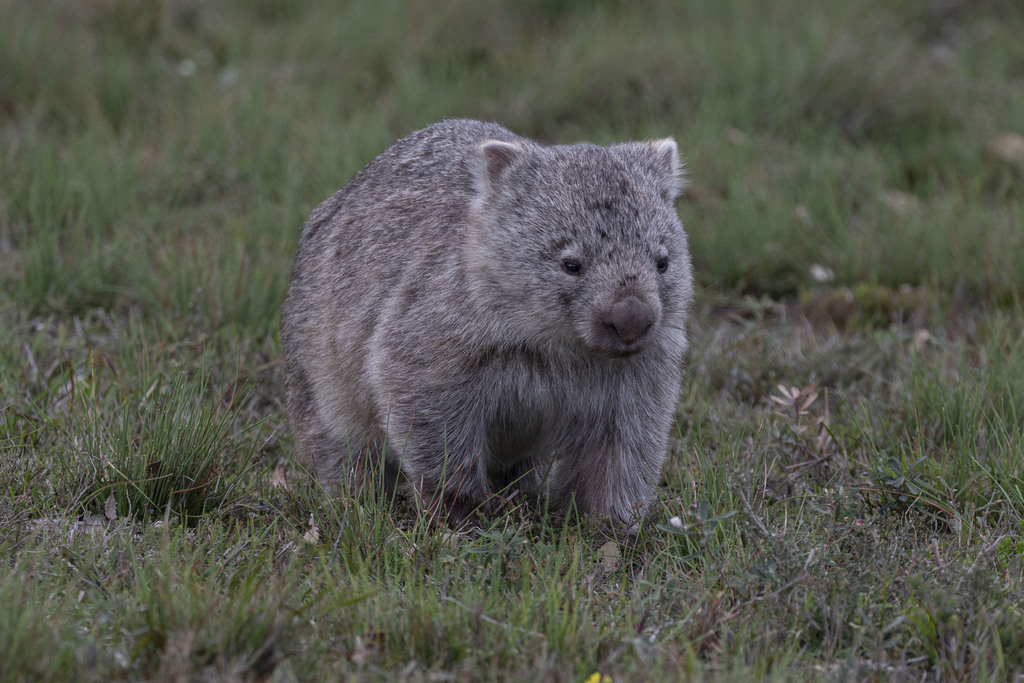 Wombats (Vombatidae) - Know Your Mammals